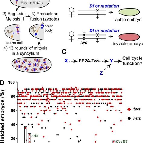 Phosphorylation At Cdk Phosphorylation Consensus Sites In Lamin May Download Scientific Diagram