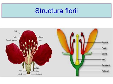 Caracteristică Succintă A Angiospermelor Online Presentation
