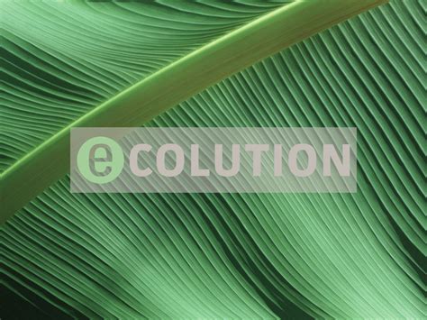 Ecolution 2024 Econsense