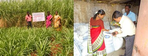 Good Practice 36 Public Private Partnership In Fodder Seed Production