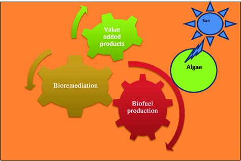 1 Algae And Their Applications Download Scientific Diagram