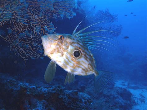 Plongées Cassis Calanques Plongée