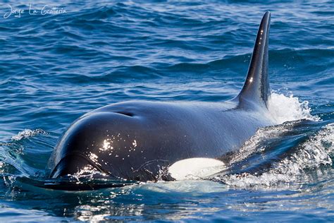 Orca (Orcinus orca) - EcoRegistros