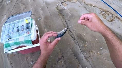 How To Bait Up Using A Keeper Hook Maxistrike