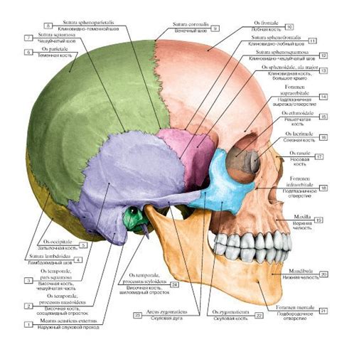 СИСТЕМА СКЕЛЕТА | Cabeza y cuello, Anatomía médica, Anatomía del ...