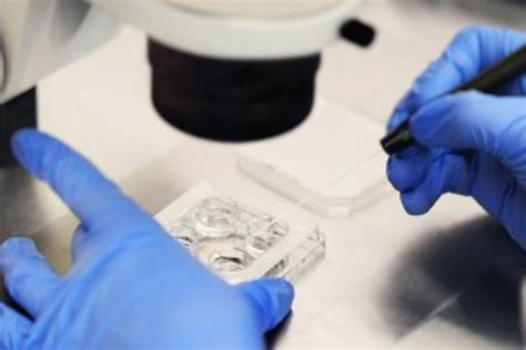 Harnessing Ai Technology For Ivf Embryo Selection Current Science Daily