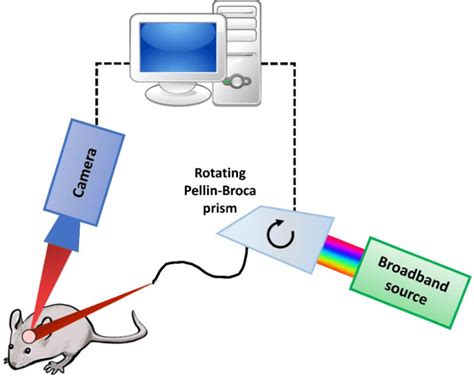 7 Diagram Of A Customised Hyperspectral Setup Employing A Broadband Download Scientific