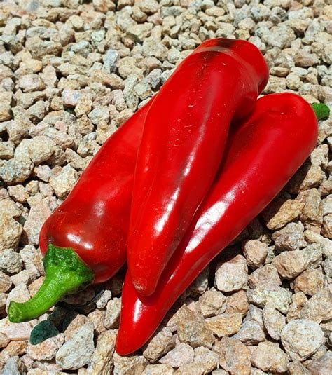 Pepperoncini Italian Afterburn Grow