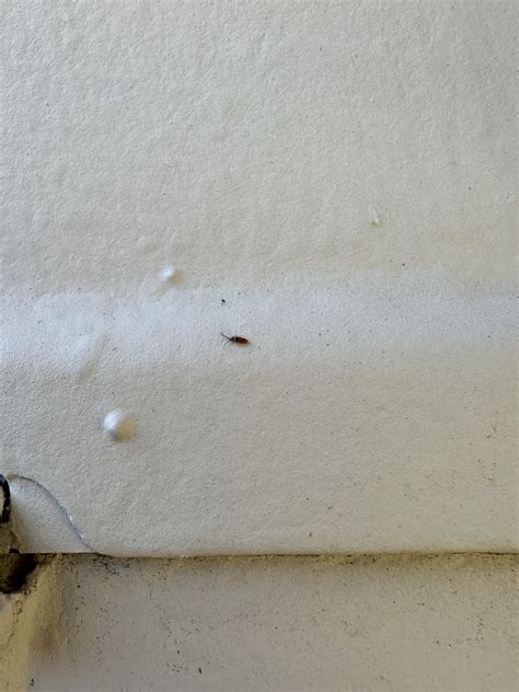 Need Help Identifying Insect Rtermites