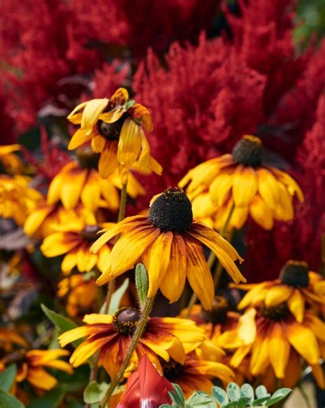 Premium Photo Bouquet Of Beautiful Yellow Coneflowers Echinacea Paradoxa