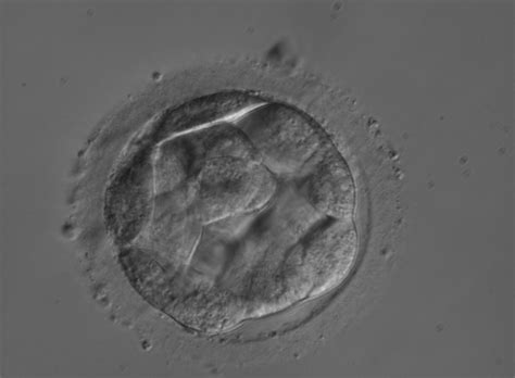 What Is A Compacting Embryo