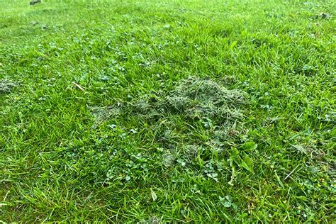 Grass Maintenance A Cut Above The Rest In Duns Midlothian View