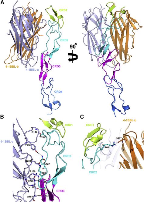 Interaction Between 4 1bb And 4 1bbl A Overview Of A 4 1bb Molecule Download Scientific