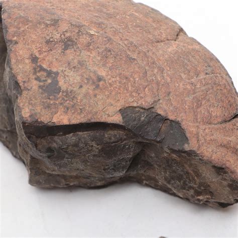 Pseudofossil Concretion Ebth