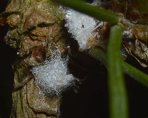 Issues In Aphid Biology Aphid Eggs Biology And Morphology