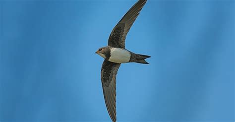 Forked Tails And Far Horizons Biography Of The Alpine Swift The