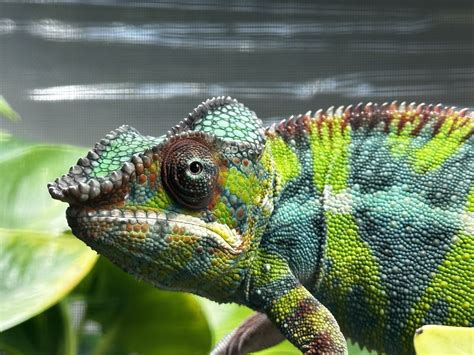 Things Im Learning And Trying Out In My Chameleon Journey Chameleon