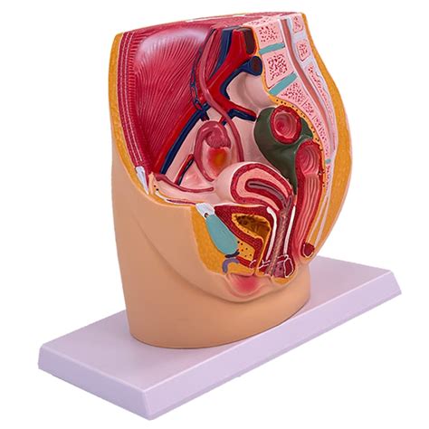 Yrohgkpn Female Pelvis Cavity Model Female Reproductive System Anatomy