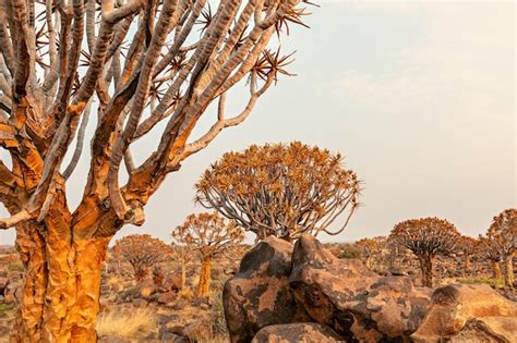 Árboles De Aljaba O Dichotoma De Aloe En Bosque De Aljaba Kitmanshoop