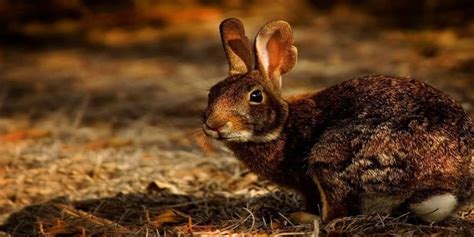 rabbit holes and when to avoid them r devto