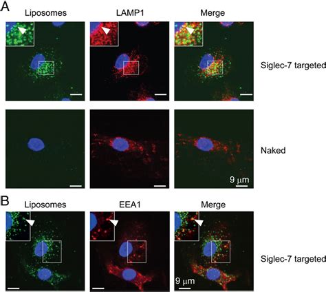 Figure 2 From Induces Robust T Cell Activation To Human Dendritic Cells Via Siglec 7 Targeted