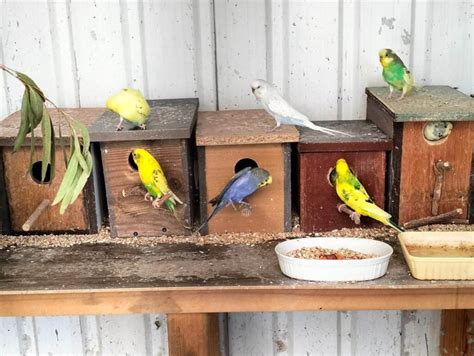 Breeding Budgies A Comprehensive Guide Bcsa