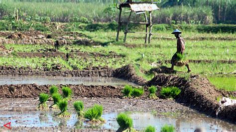Lahan Pertanian Sempit Menkeu Jangan Lagi Jadi Andalan Kerja Bisnis Liputan