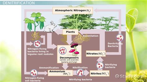 Ammonification Nitrogen Cycle