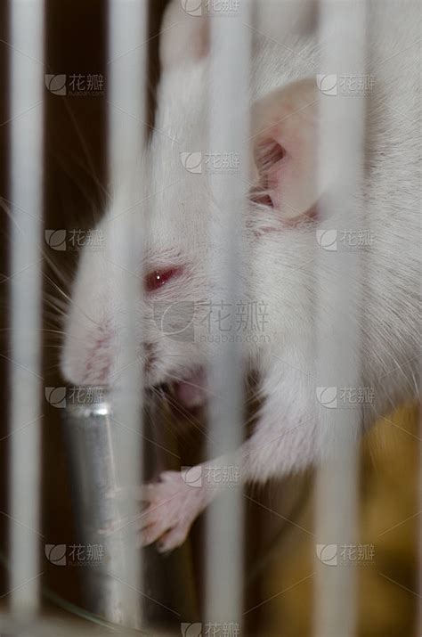 实验室老鼠在笼子里喝水。