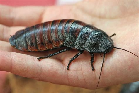 100000 Illegal Cockroaches Seized In Largest Exotic Invertebrate Bust