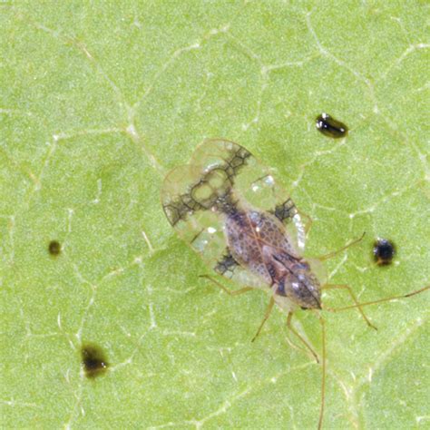 Insect Pests Of Ornamental Plants In The Home Landscape Mississippi