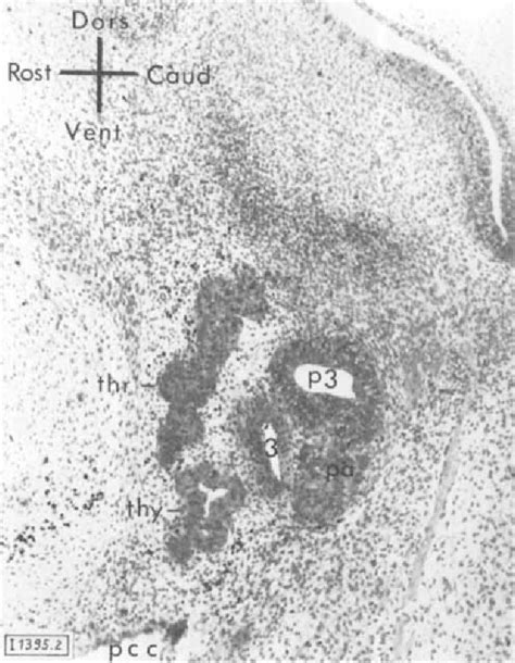 Figure 1 From Sheep Thymus In Relation To In Utero Semantic Scholar