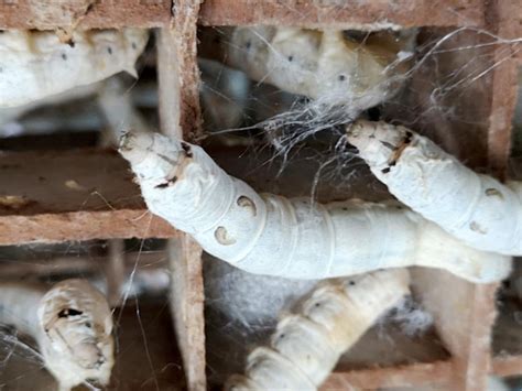 Premium Photo Close Up Of Worm Web