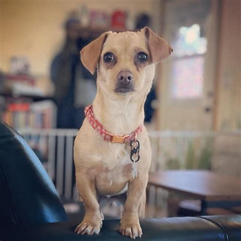 Strawberry The Chiweenie R Chiweenie