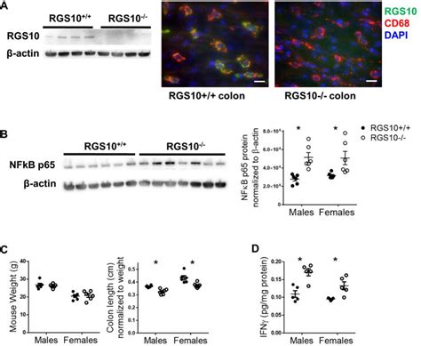 Experimental Colitis Promotes Sustained Sex Dependent T Cell Associated Neuroinflammation And