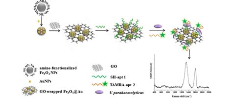 Schematic Of Sers Aptasensor Based On Graphene Oxide Go Wrapped