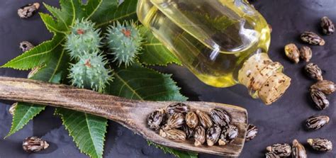 Unlocking The Power Of Eranda Castor Oil Benefits Uses Precautions