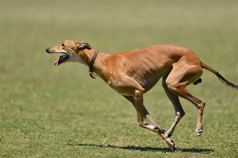 Galgo Todo Sobre Esta Raza De Perros