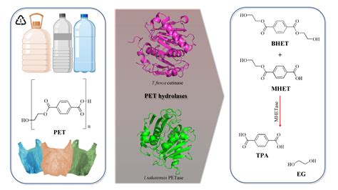 Polyethylene Terephthalate Polymer Structure