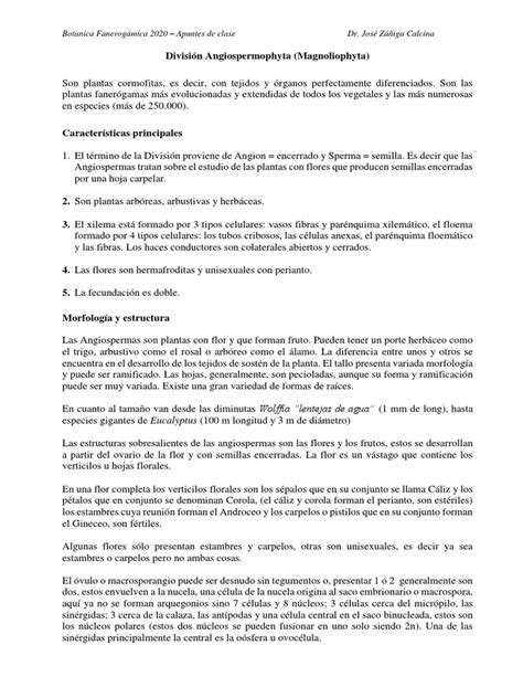 División Angiospermophyta 2020 Pdf Flores Tallo De La Planta
