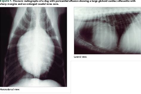 What Causes Hemangiosarcoma Of The Heart In Dogs