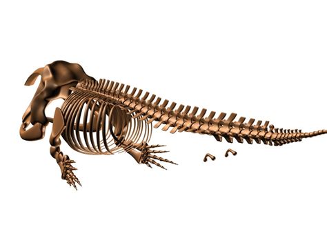 Bowhead Whale Skeleton