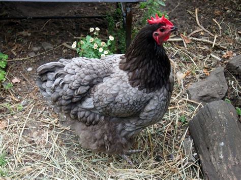 White Australorp Colors At Elizabeth Dunn Blog