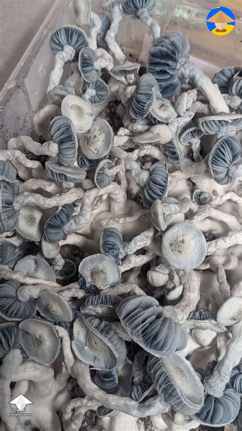 Cubensis Jack Frost Magic Mushrooms 3