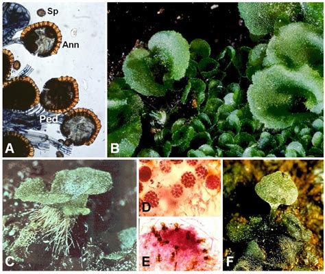 Monilophytes Caractéristiques Monilophytes Diversité Et Classification Des Plantes Monilophytes Caractéristiques Monilophytes Diversité Et Classification Des Plantes