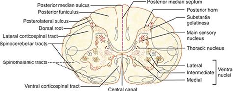Posterior Intermediate Sulcus