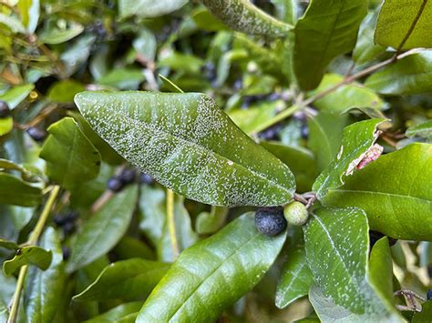 Selectree A Tree Selection Guide