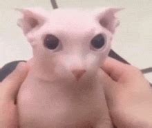 Bald Cat S Tenor