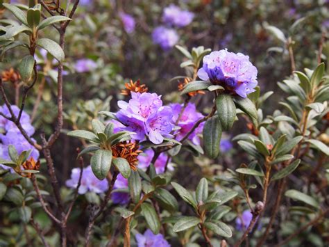 보라색 꽃 식물 사진 지도 배경 꽃들 보라색 식물 배경 일러스트 및 사진 무료 다운로드 Pngtree