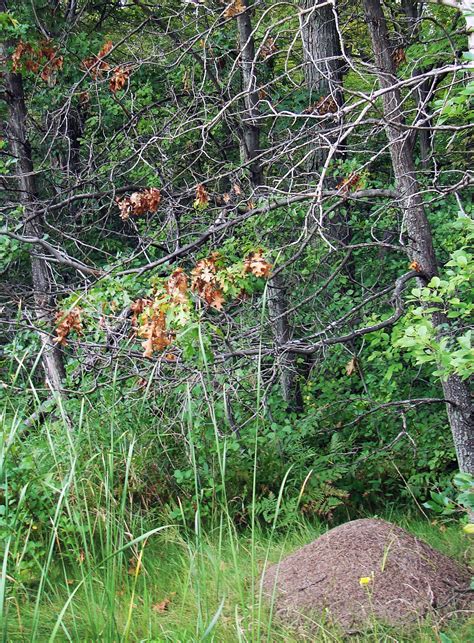 Botryosphaeria Canker Kermes Scale Can Kill Oak Branch Tips
